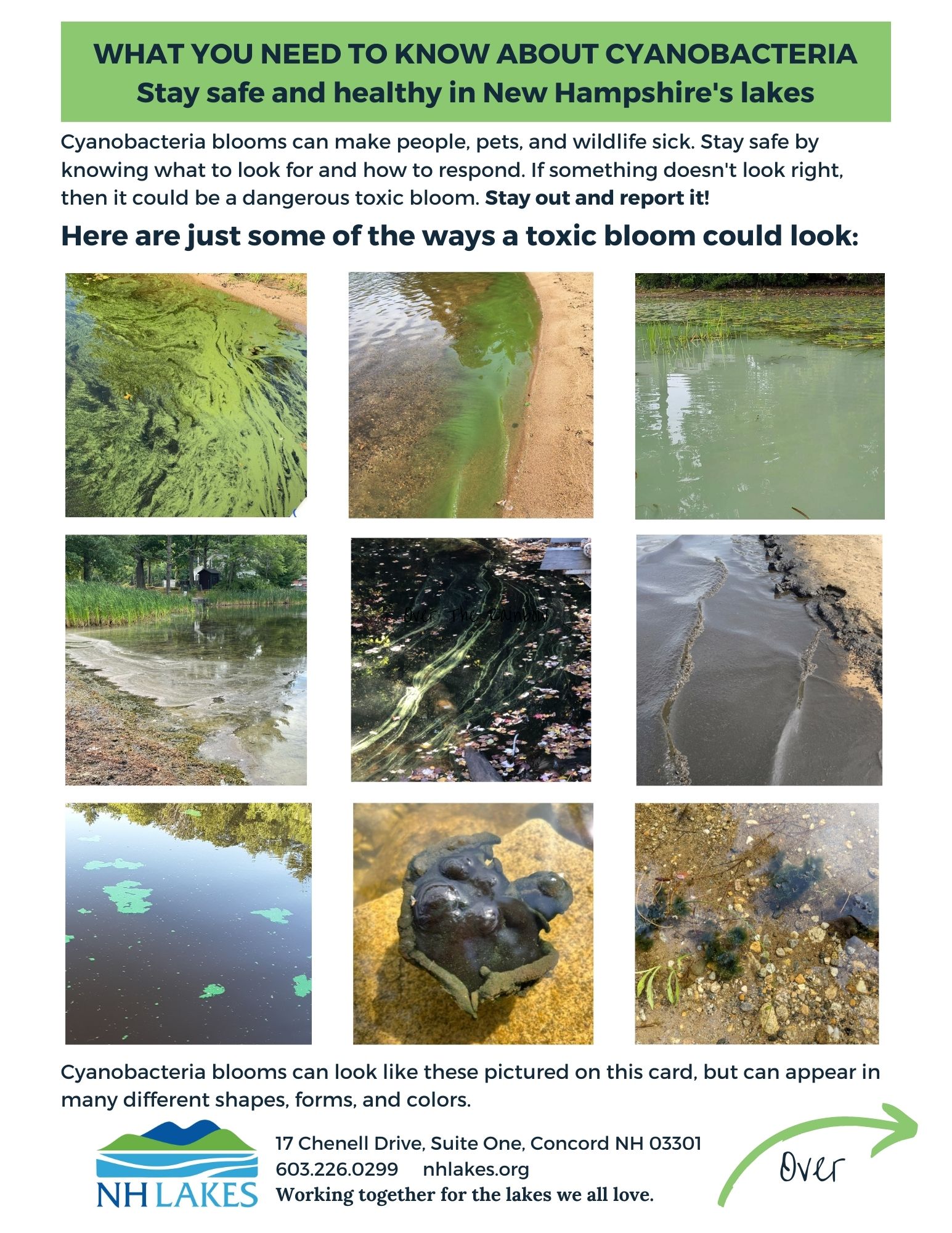 Cyanobacteria NH LAKES