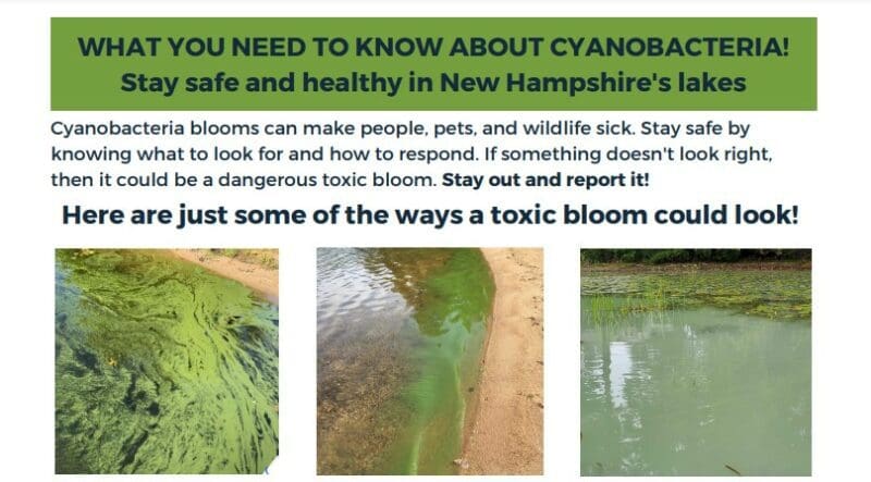 Cyanobacteria | NH LAKES