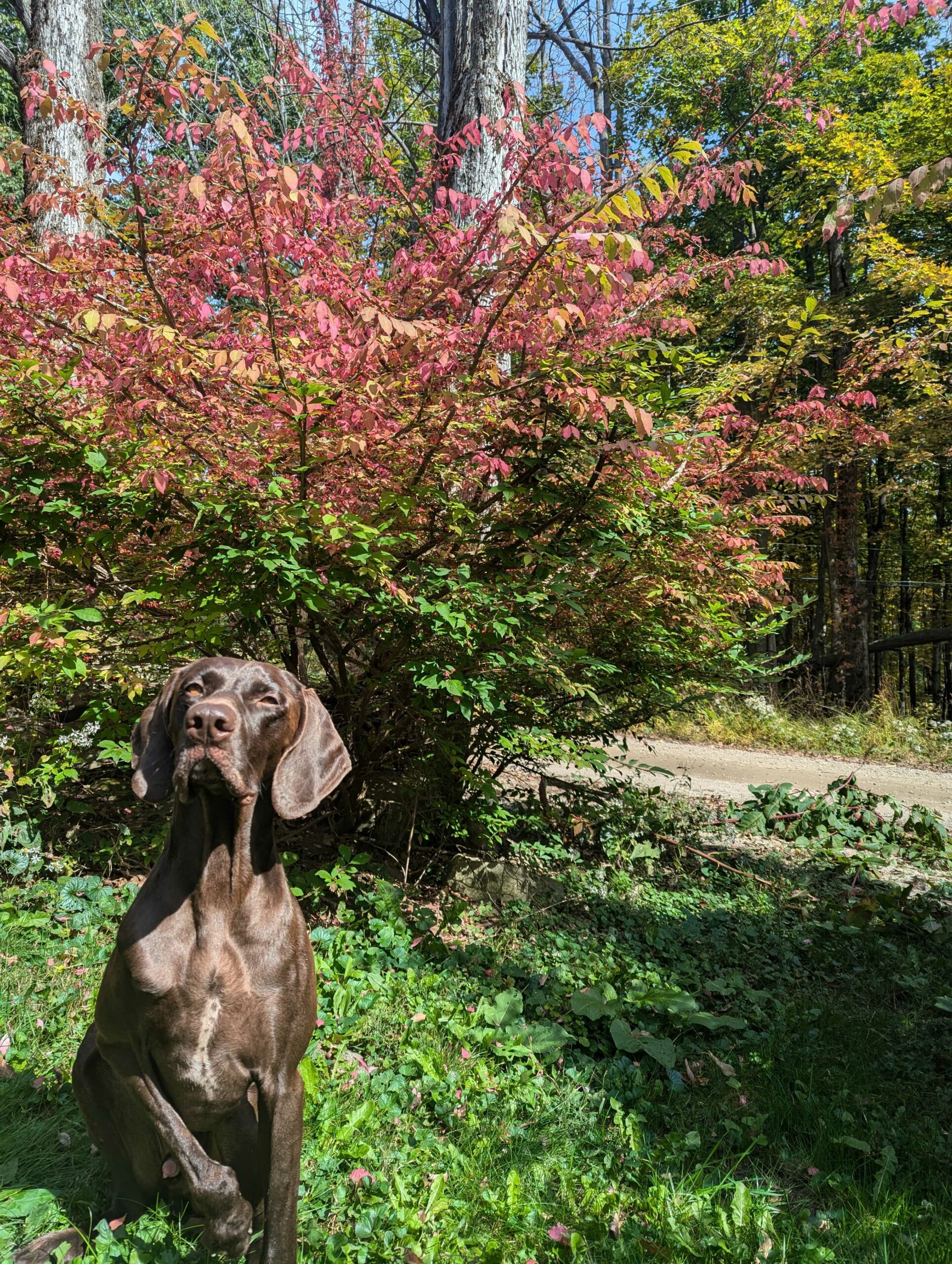 Swapping Invasive Shrubs for Natives on Your Lake-Friendly Property ...