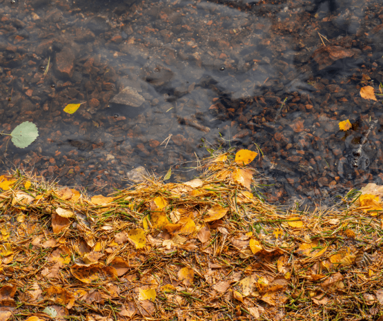Don’t Let Leaves Litter Lakes | NH LAKES