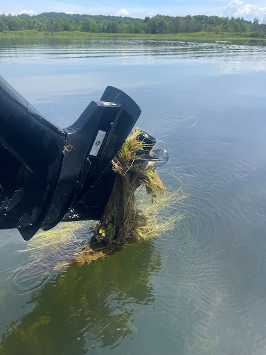 Aquatic Invasive Species in New Hampshire | NH LAKES